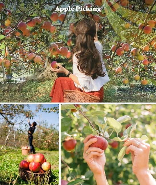 Nami Island, Apple Picking & Railbike Day Trip from Seoul - Detailed Breakdown of the Itinerary