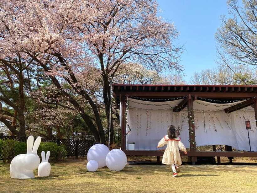 Nami Island, Apple Picking & Railbike Day Trip from Seoul - How Does It Value for Money?