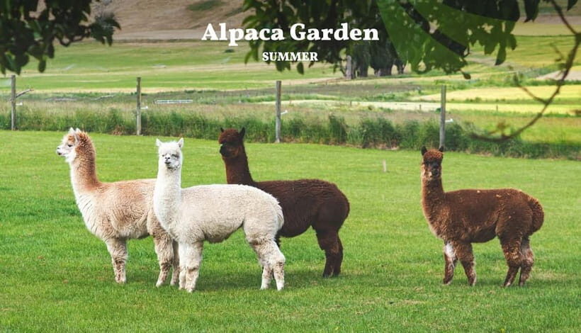 Nami Island, Railbike & Alpaca Garden Day Trip from Seoul - Authentic Traveler Experiences