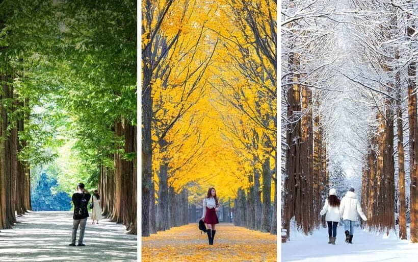 Nami Island, Railbike & Alpaca Garden Day Trip from Seoul - Practical Tips and Considerations