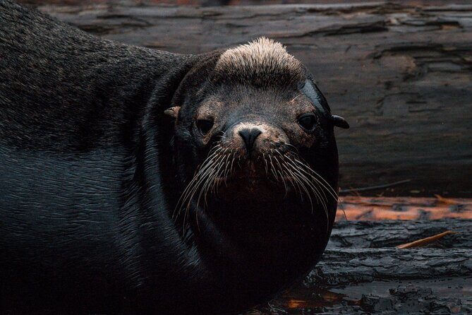 Nanaimo Private Whale Watching - What to Expect on the Day