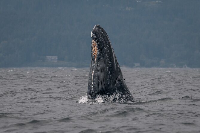 Nanaimo Private Whale Watching - The Experience in Detail