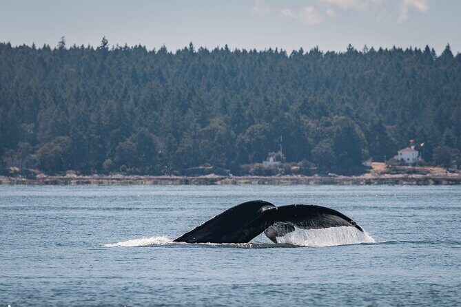 Nanaimo Whale Watching in a Semi-Covered Boat - An Introduction to the Experience