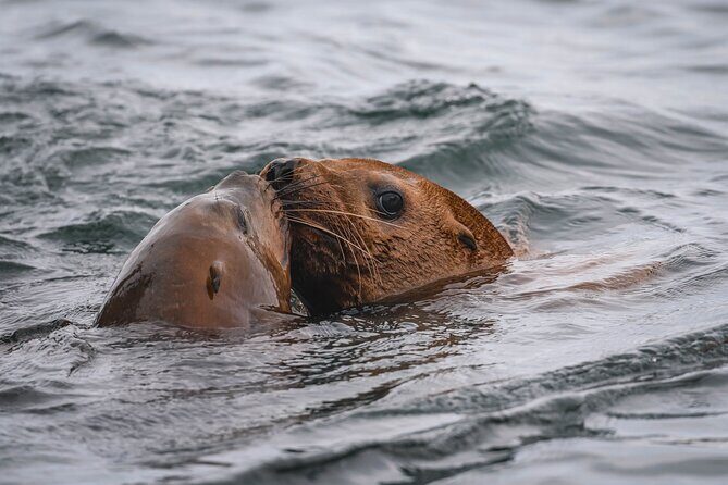 Nanaimo Whale Watching in a Semi-Covered Boat - Who Is This Tour Best For?