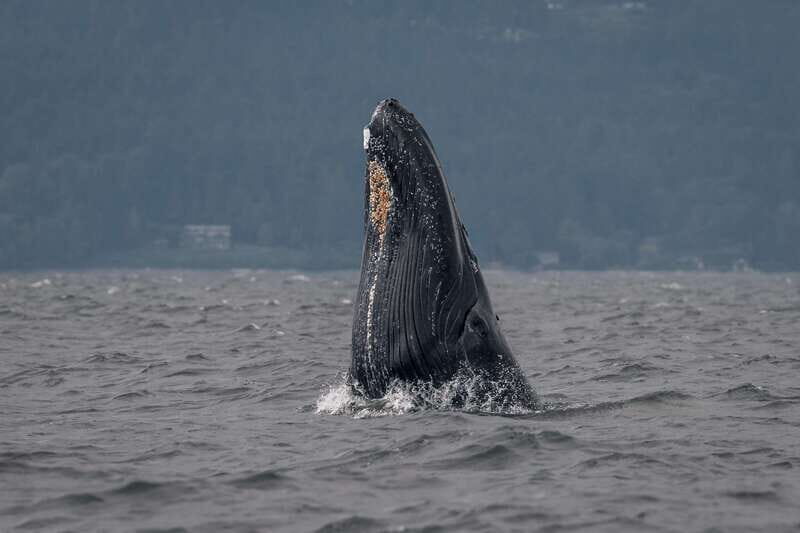 Nanaimo: Whale Watching Semi-Covered Boat Tour - Key Points
