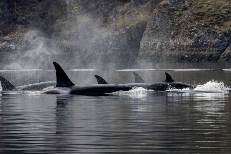 Nanaimo: Whale Watching Semi-Covered Boat Tour - Authentic Insights from Travelers