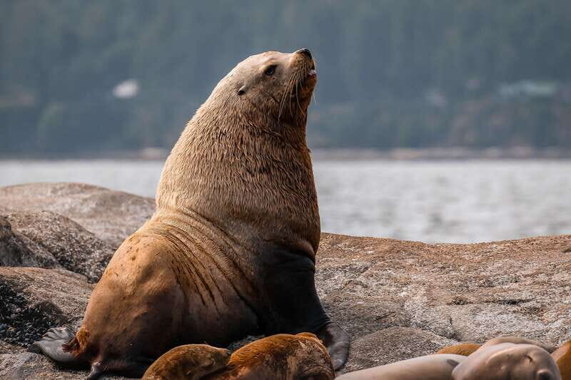 Nanaimo: Whale Watching Semi-Covered Boat Tour - The Sum Up: Who Should Book This Tour?