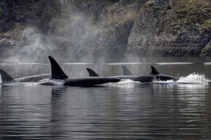 Nanaimo: Whale Watching Semi-Covered Boat Tour - Frequently Asked Questions