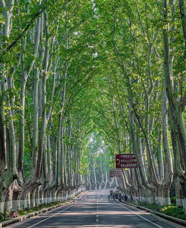 Nanjing: Green Boulevards, Bookstore Warmth & Scenic River - The Sum Up