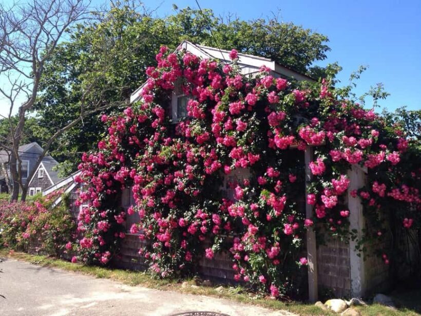 Nantucket: Historical Landmarks Sightseeing Bus Tour - Practical Tips for Travelers