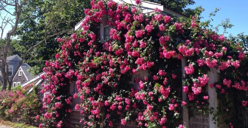 Nantucket: Historical Landmarks Sightseeing Bus Tour - Value and Practical Tips