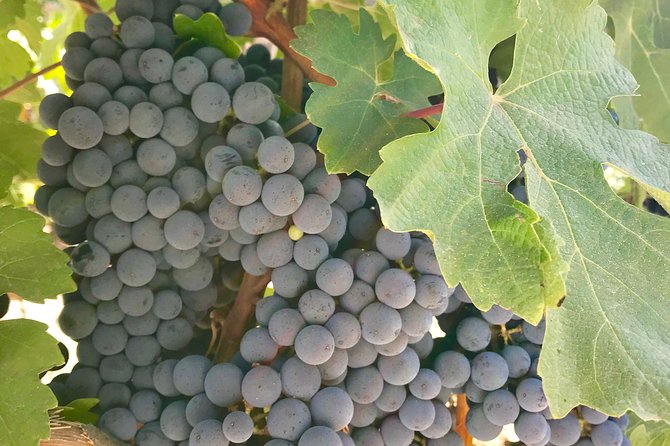 Napa and Sonoma Private Wine Tasting Tour and Luxury Car Service - Pricing and Booking Information