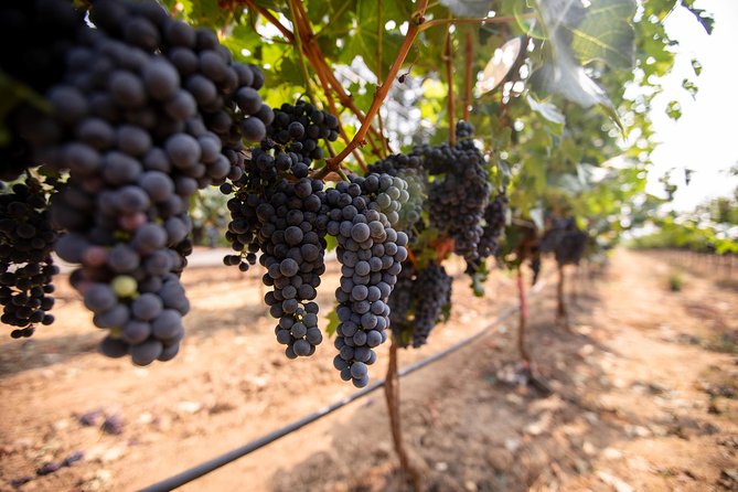 Napa and Sonoma Wine Country Full-Day Tour from San Francisco - Frequently Asked Questions