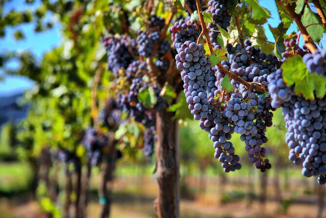 Napa or Sonoma Private Wine Tour from San Francisco - Exploring the Itinerary and Experience