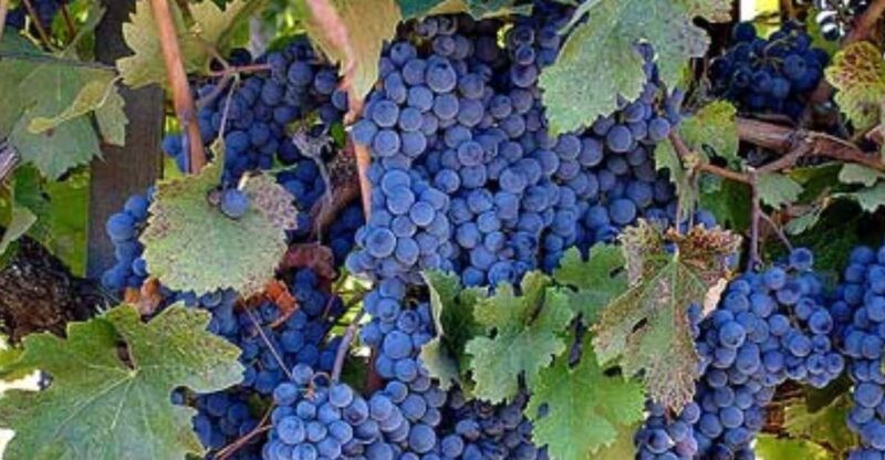 Napa: Private Wine Tour and Tasting at Copain Wines Winery - Key Points