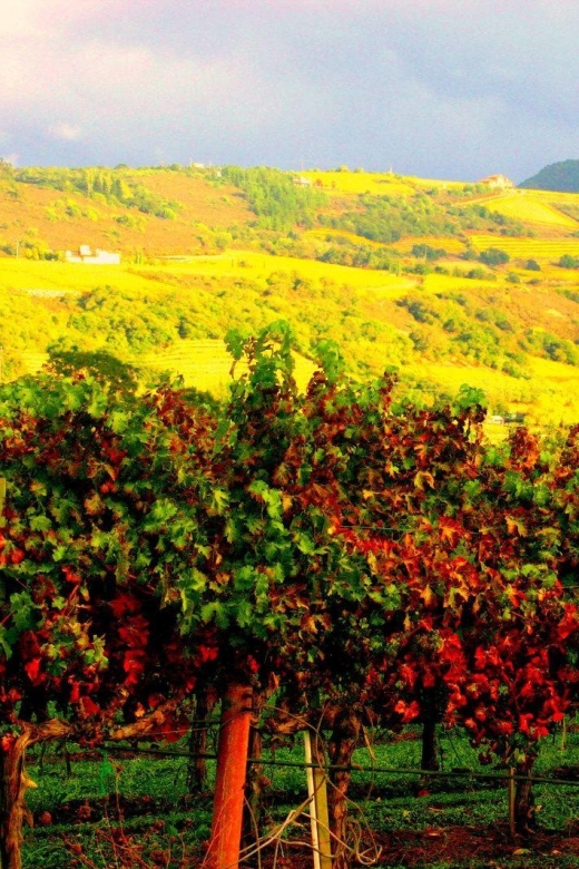 Napa & Sonoma Valley: Judgement of Paris Tour - The Itinerary and What You’ll Experience