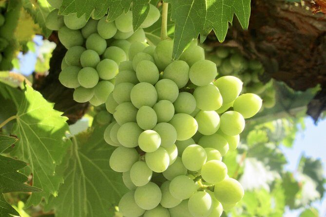 Napa & Sonoma Wine Tour Private Tours 8 to 10 Hours max 14 pax - The Experience: What You Can Expect