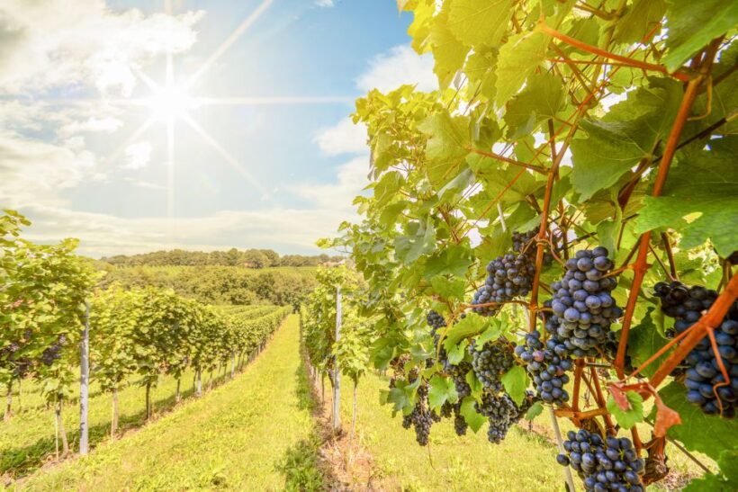 Napa Valley: Guided Wine Tour with Picnic Lunch - Discovering Napa Valley on a Guided Tour