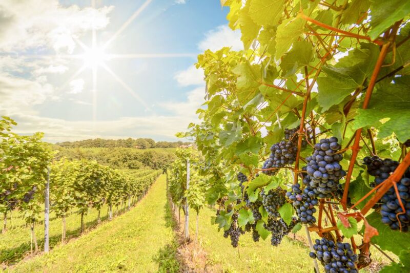 Napa Valley: Guided Wine Tour with Picnic Lunch - The Wineries: Small but Not Small on Character