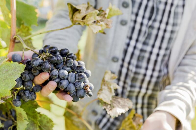 Napa Valley: Guided Wine Tour with Picnic Lunch - The Guide: Your Personal Wine Educator