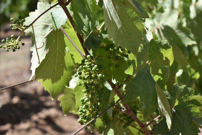 Napa Valley Wine Tasting Tour 6 to 8 Hours max 14 passenger - Who Should Consider This Tour?