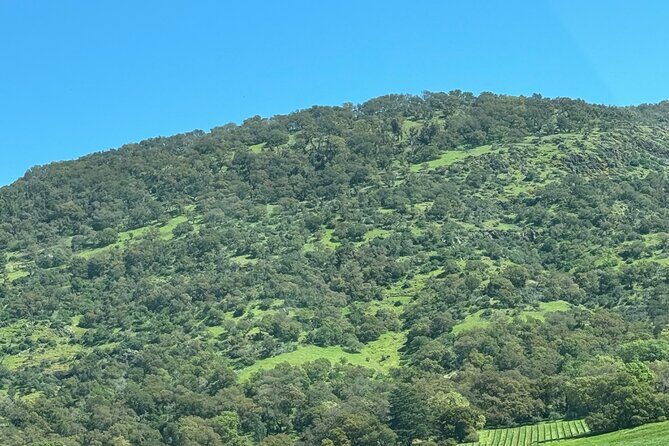 Napa Wine Tours - Authentic Feedback and Practical Insights