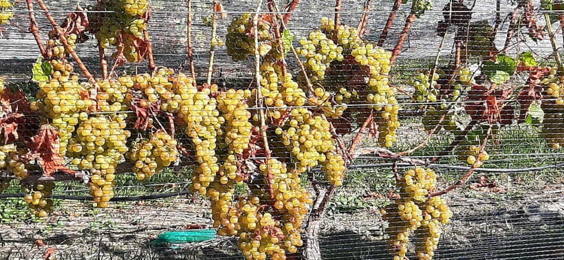 Napier: Afternoon Winery & Gin Tasting Tour - An In-Depth Look at the Napier Winery & Gin Tasting Tour