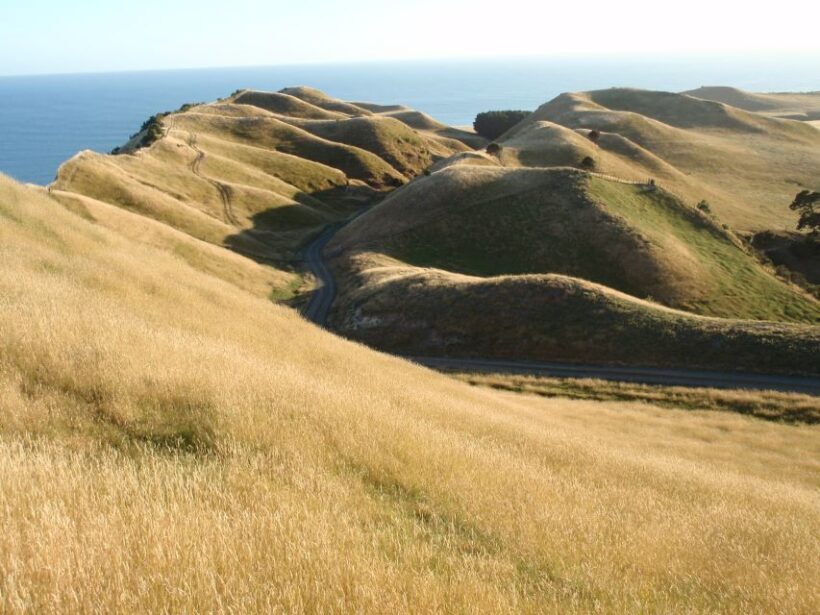 Napier: Cape Kidnappers Gannet, Nature & Sightseeing Tour - An In-Depth Look at the Tour Experience