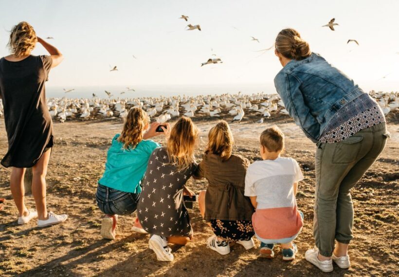Napier: Cape Kidnappers Gannet, Nature & Sightseeing Tour - Who Would Love This Tour?