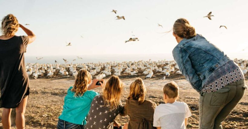 Napier: Cape Kidnappers Gannet, Nature & Sightseeing Tour - Frequently Asked Questions