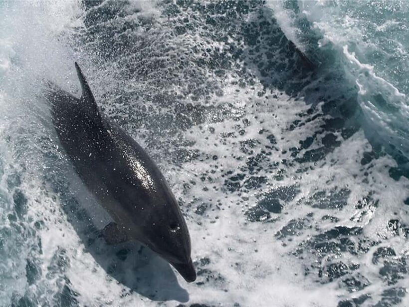 Naples: Catamaran Cruises with Wildlife Views - The Sum Up
