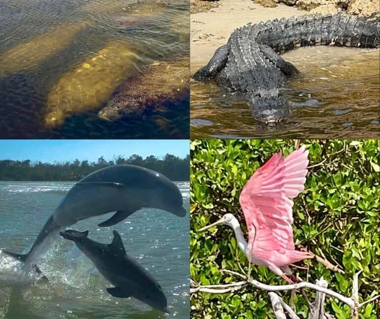 Naples, FL: Manatee, Dolphin, 10,000 Islands Beach Eco Tour - The Experience in Detail