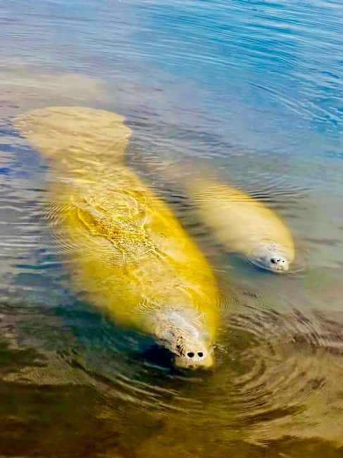 Naples, FL: Manatee, Dolphin, 10,000 Islands Beach Eco Tour - What to Bring and Wear