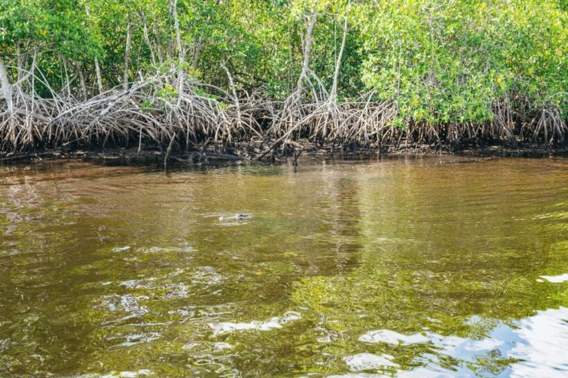 Naples, FL: Manatee, Dolphin, 10,000 Islands Beach Eco Tour - Whitehorse Island Stop