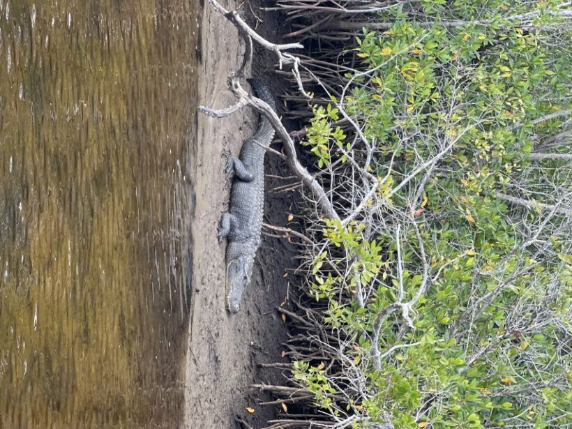 Naples, FL: Manatee, Dolphin, 10,000 Islands Beach Eco Tour - Wildlife and Nature Enthusiasm