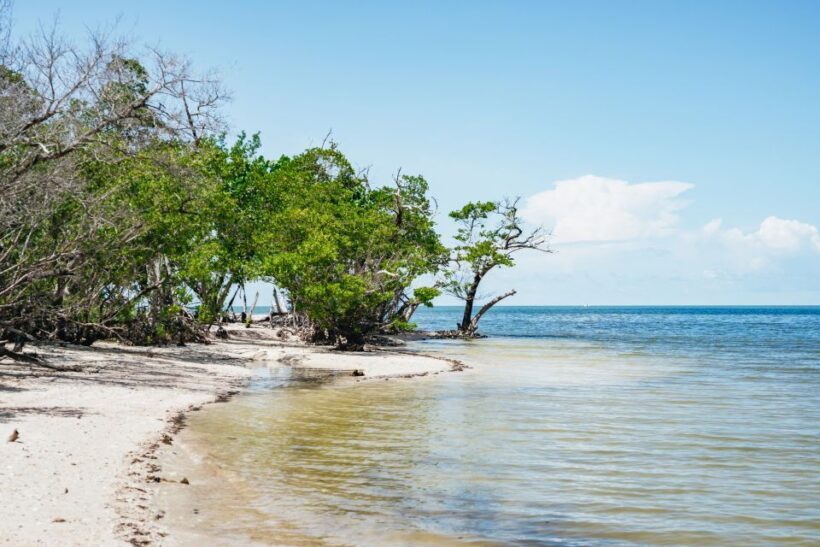Naples, FL: Manatee, Dolphin, 10,000 Islands Beach Eco Tour - What the Reviews Say