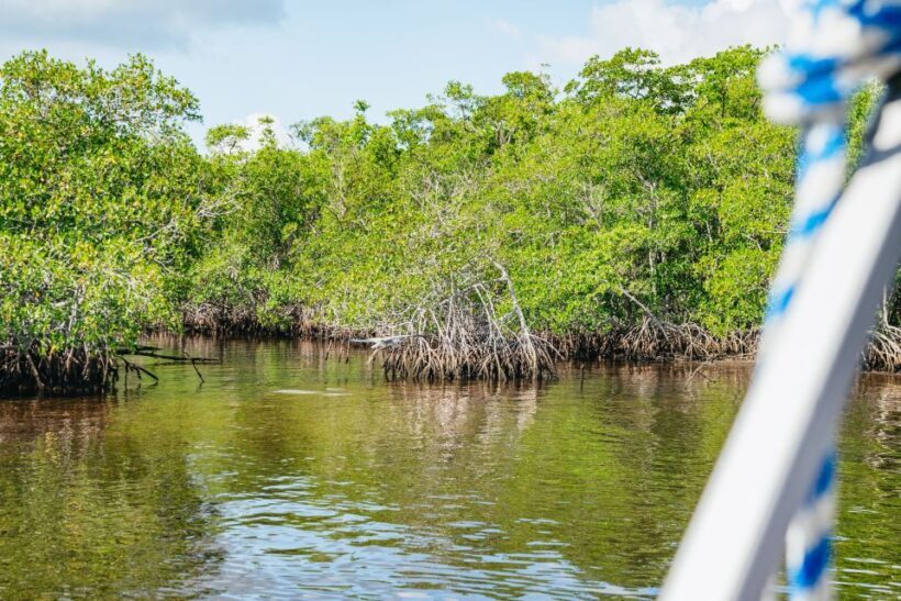 Naples, FL: Manatee, Dolphin, 10,000 Islands Beach Eco Tour - The Value Proposition