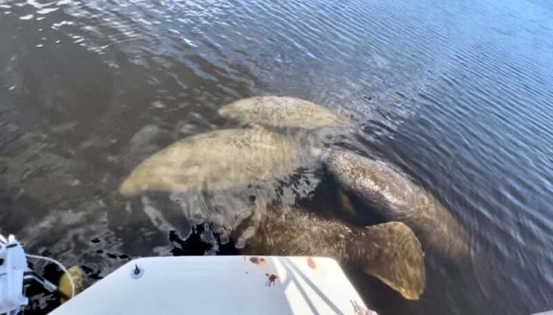 Naples, FL: Manatee, Dolphin, 10,000 Islands Beach Eco Tour - Who Will Enjoy This Tour?