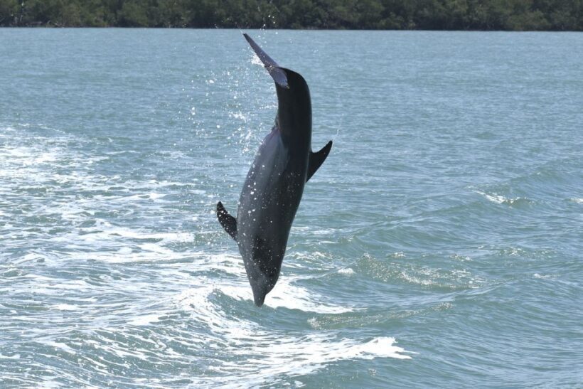 Naples, FL: Manatee, Dolphin, 10,000 Islands Sunset Cruise - FAQ