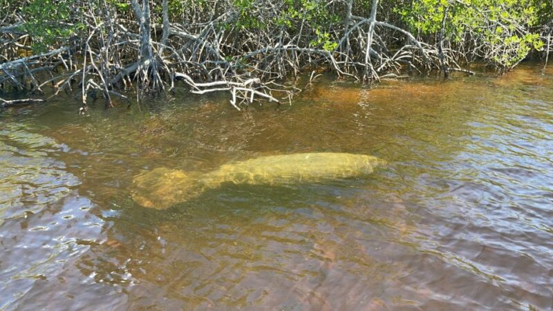 Naples, FL: Manatee Sightseeing and Wildlife Boat Tour - Practical Details and Value