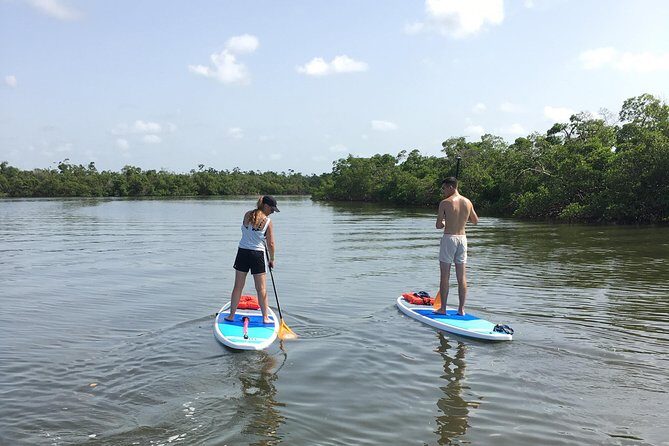 Naples Fl, Paddleboard Mangrove Forest Tour - Who Will Love This Tour?