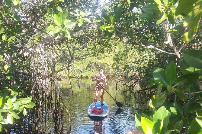 Naples Fl, Paddleboard Mangrove Forest Tour - FAQs