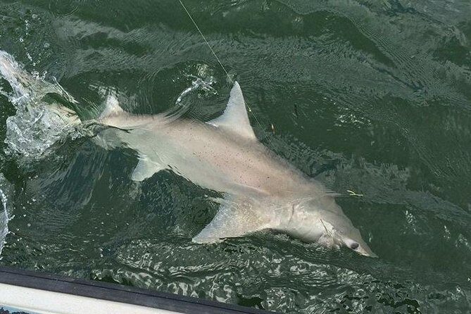 Naples Inshore Fishing Charters - Who Should Consider This Tour?