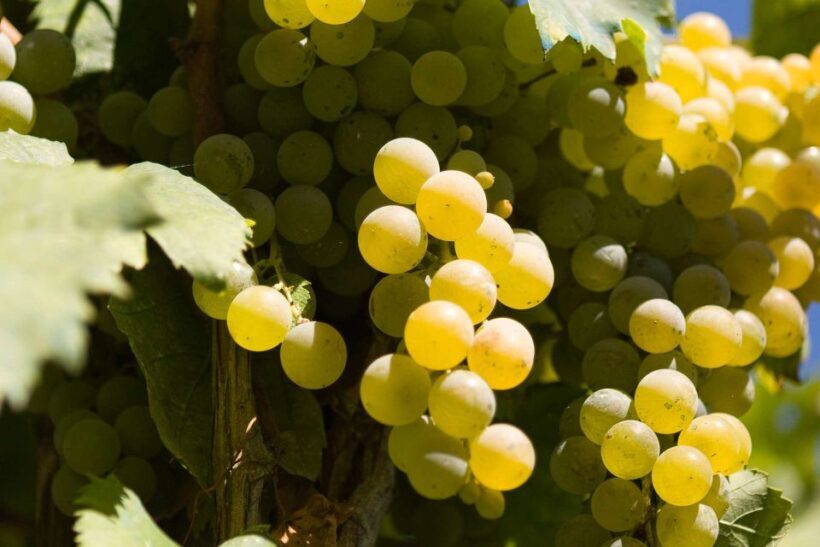 Naples: Mount Vesuvius Vineyard Tour w/ Lunch & Wine Tasting - Key Points