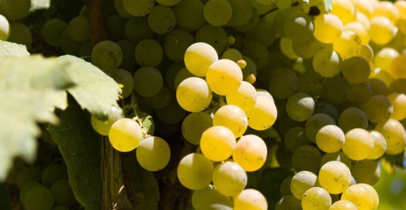 Naples: Mount Vesuvius Vineyard Tour w/ Lunch & Wine Tasting - Who Would Love This Tour?