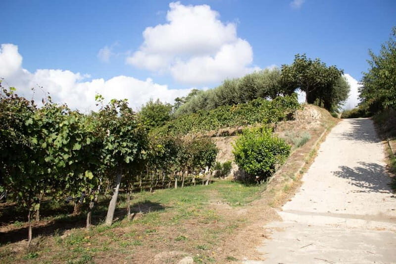 Naples Tuk Tuk Experience: Panoramas and Vineyards. - Final Thoughts