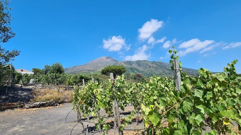 Naples: Vesuvius and Wine Tasting Experience - Exploring the Vesuvius and Vineyards Tour