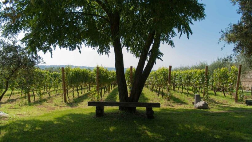 Naples: winery tour & wine tasting on Astroni crater - Final Thoughts