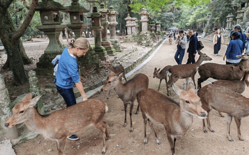 Nara: 3-Hour Guided Tour with Deer, Great Buddha & Shrines - Exploring Nara in a Compact Package