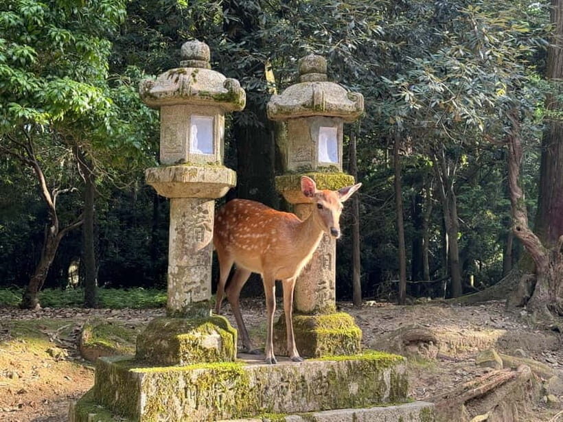 Nara: 3-Hour Guided Tour with Deer, Great Buddha & Shrines - What Travelers Say
